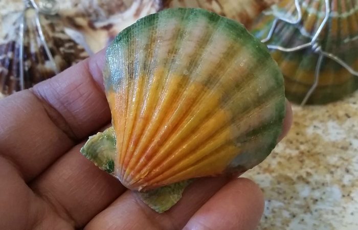 DIY Painted Sea Shells - Imitation Hawaii Sunrise Shells