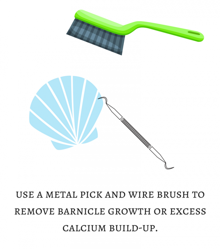 How to Clean Sea Shells with Muriatic Acid Solution and Disposal - My ...