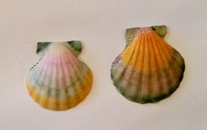 DIY Painted Sea Shells – How to Make Imitation Hawaii Sunrise Shells ...