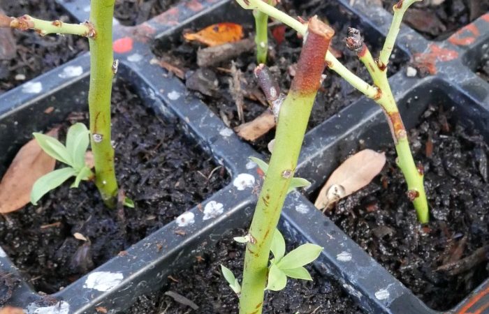 How to Grow Blueberries from Cuttings - Pin Challenge – My Pinterventures